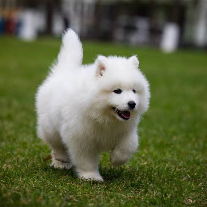 萨摩耶犬 (4) - 上海大龙西高地宠物有限公司